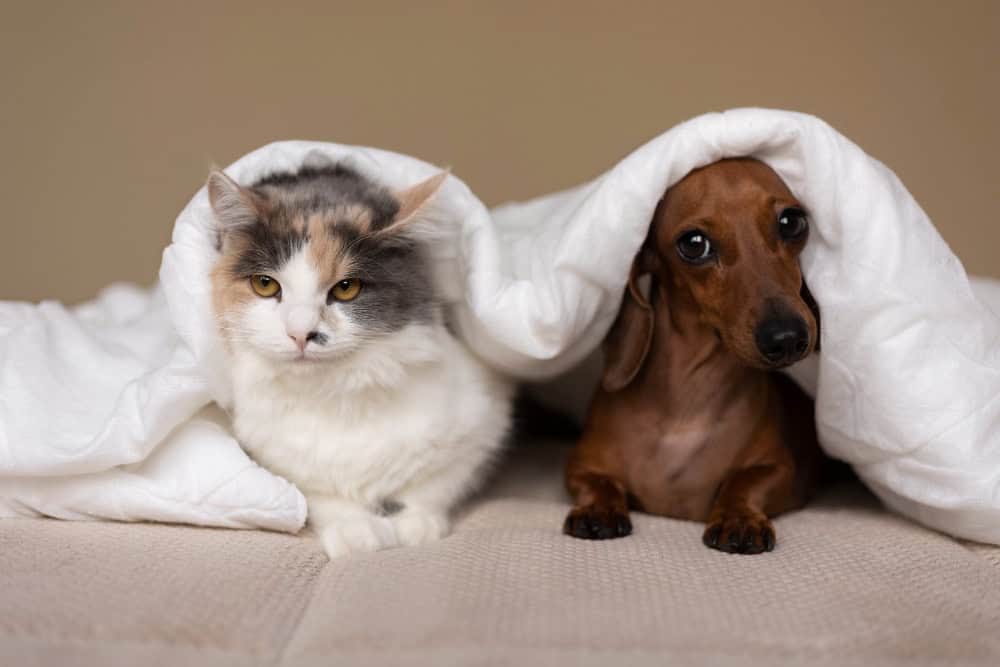 Dental Exams for your Pet | VIP Animal Hospital